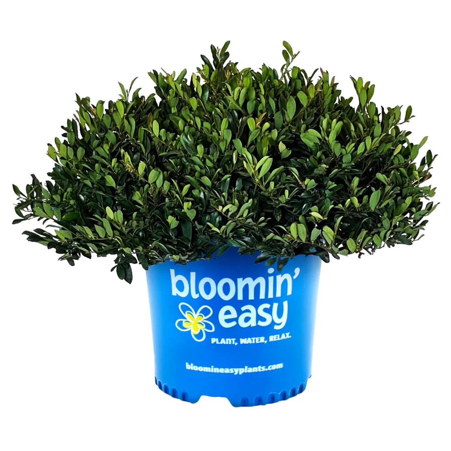 Little Champ Distylium - Plant Care Guide