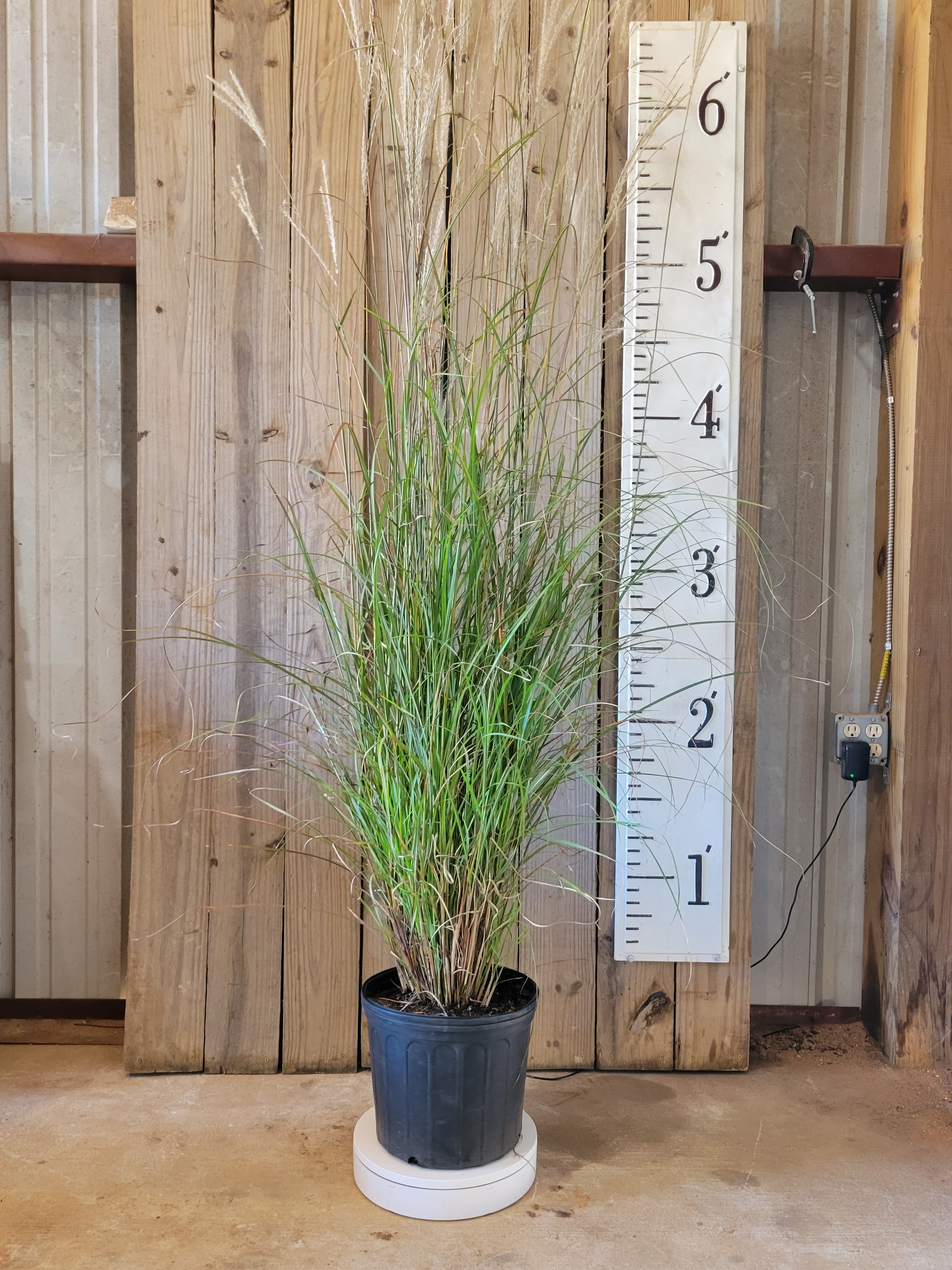 Fire Dragon Maiden Grass Miscanthus Sinensis