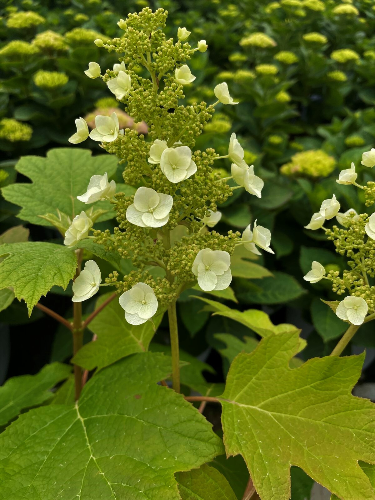 Toy Soldier ™ Oakleaf Hydrangea | Hydrangea quercifolia 'Bocotoso ...