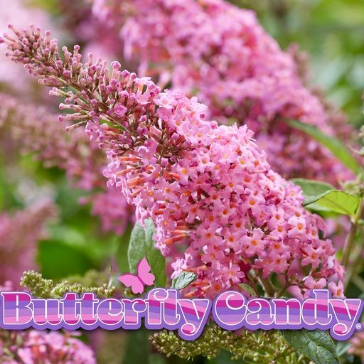 Butterfly Candy ™ Buddleia Products - The Plant Factory