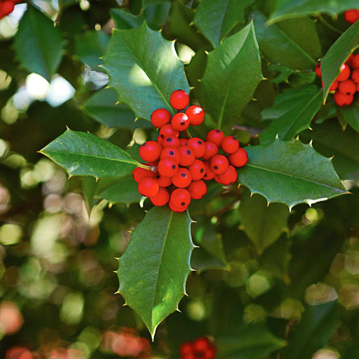American Holly Ilex Opaca
