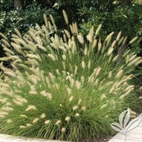 Miscanthus Sinensis Little Kitten Dwarf Maiden Grass Quart To 3 Gallon