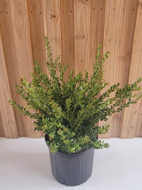 Compact Japanese Holly Ilex Crenata Compacta Quart Plant