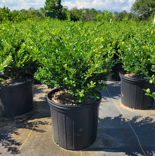 Compact Japanese Holly Ilex Crenata Compacta Quart Plant