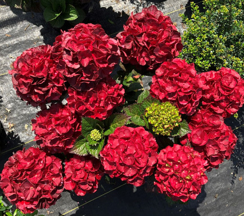 "Buy" Cherry-Go-Round™ Hydrangea | Red Repeat Blooming Hydrangea