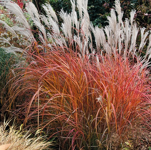Miscanthus Sinensis Little Kitten Dwarf Maiden Grass Quart To 3 Gallon