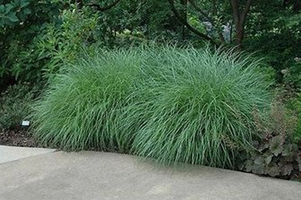 Fire Dragon Maiden Grass Miscanthus Sinensis