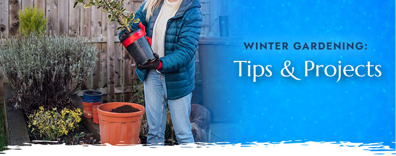 Winter Gardening: Tips & Projects - The Plant Factory