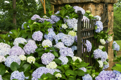 Big Daddy Hydrangea Plant