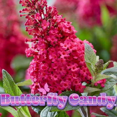 Butterfly Candy Lil Raspberry Butterfly Bush