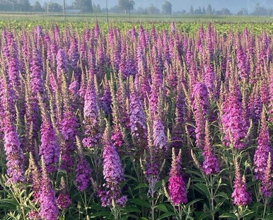 Birthday Cake Butterfly Bush - Bloomin’ Easy