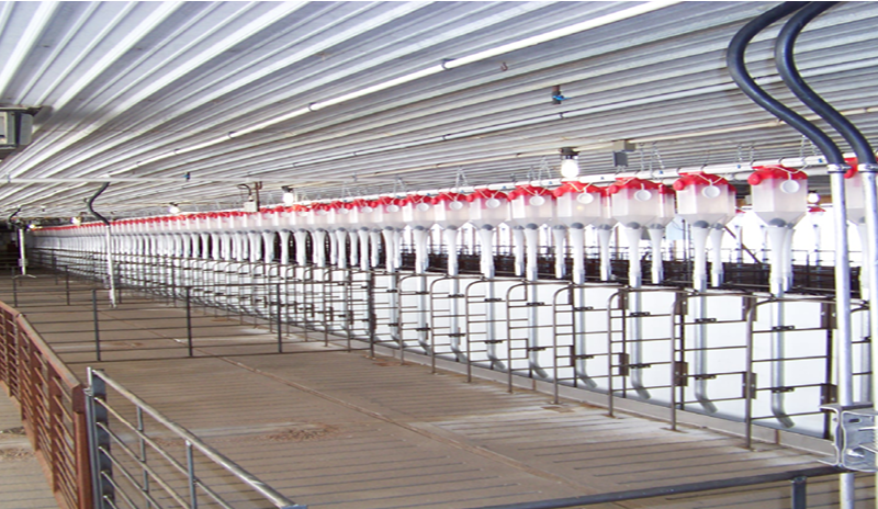 Swine barn upgrades to solve regulatory and efficiency needs - Midwest ...