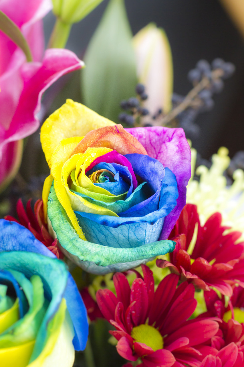 Single elegant rose - FREE DELIVERY - GG's Flowers