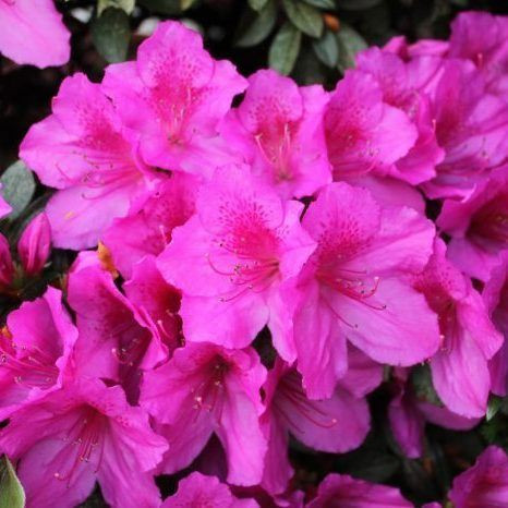 Azalea 'Pink Magnifica' 200 mm - Botanical Creations