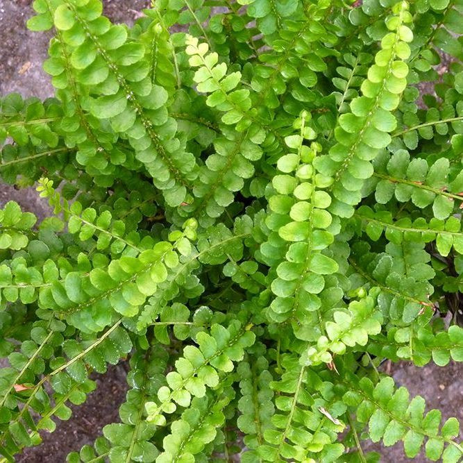 Pellaea rotundifolia 100 mm - Botanical Creations