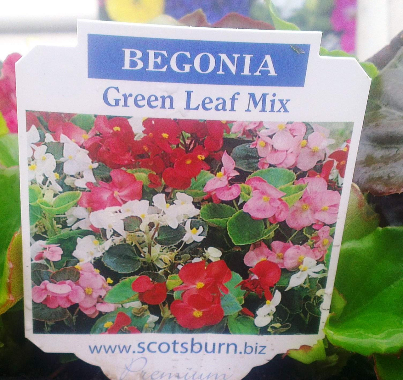Begonia Green Leaf Mixed - Botanical Creations