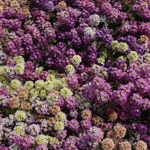 Alyssum Easter Bonnet Mix - Botanical Creations
