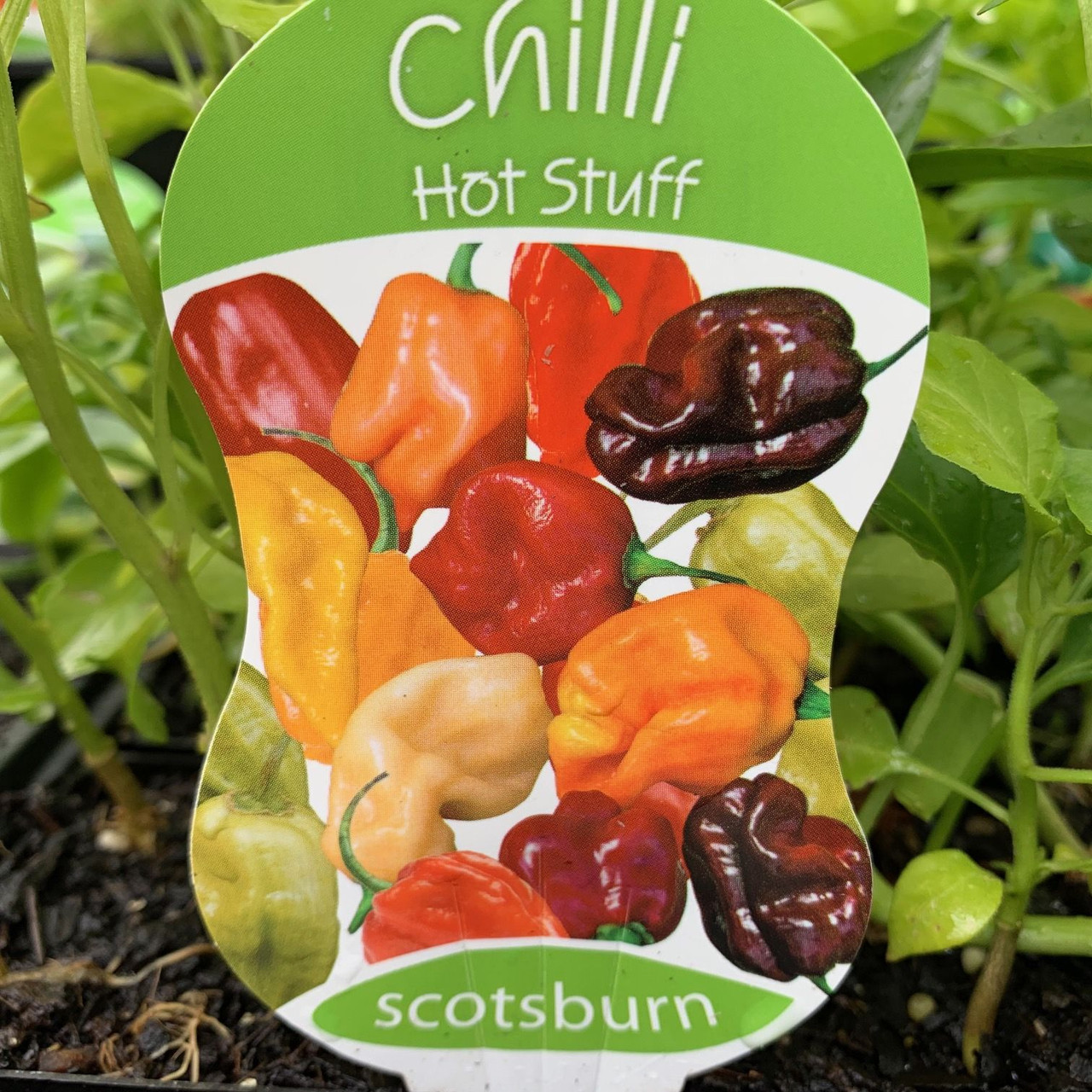 Chilli Hot Stuff Mix - Botanical Creations