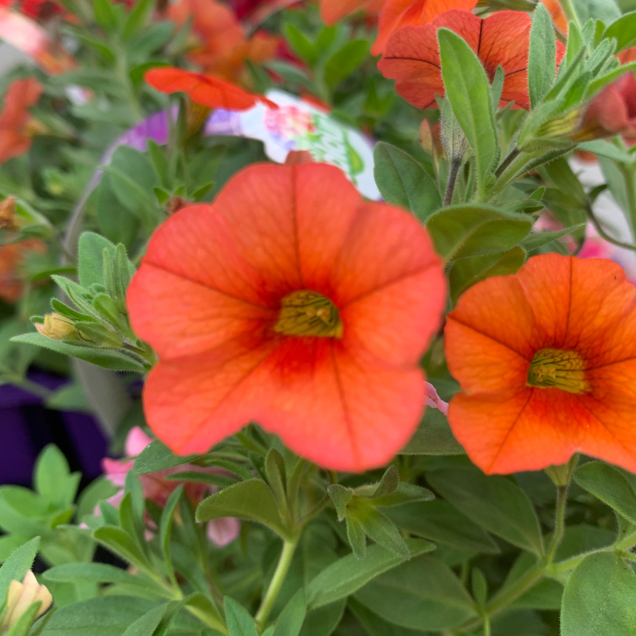 Easy Colour - Calibrachoa Mango Punnet - Botanical Creations
