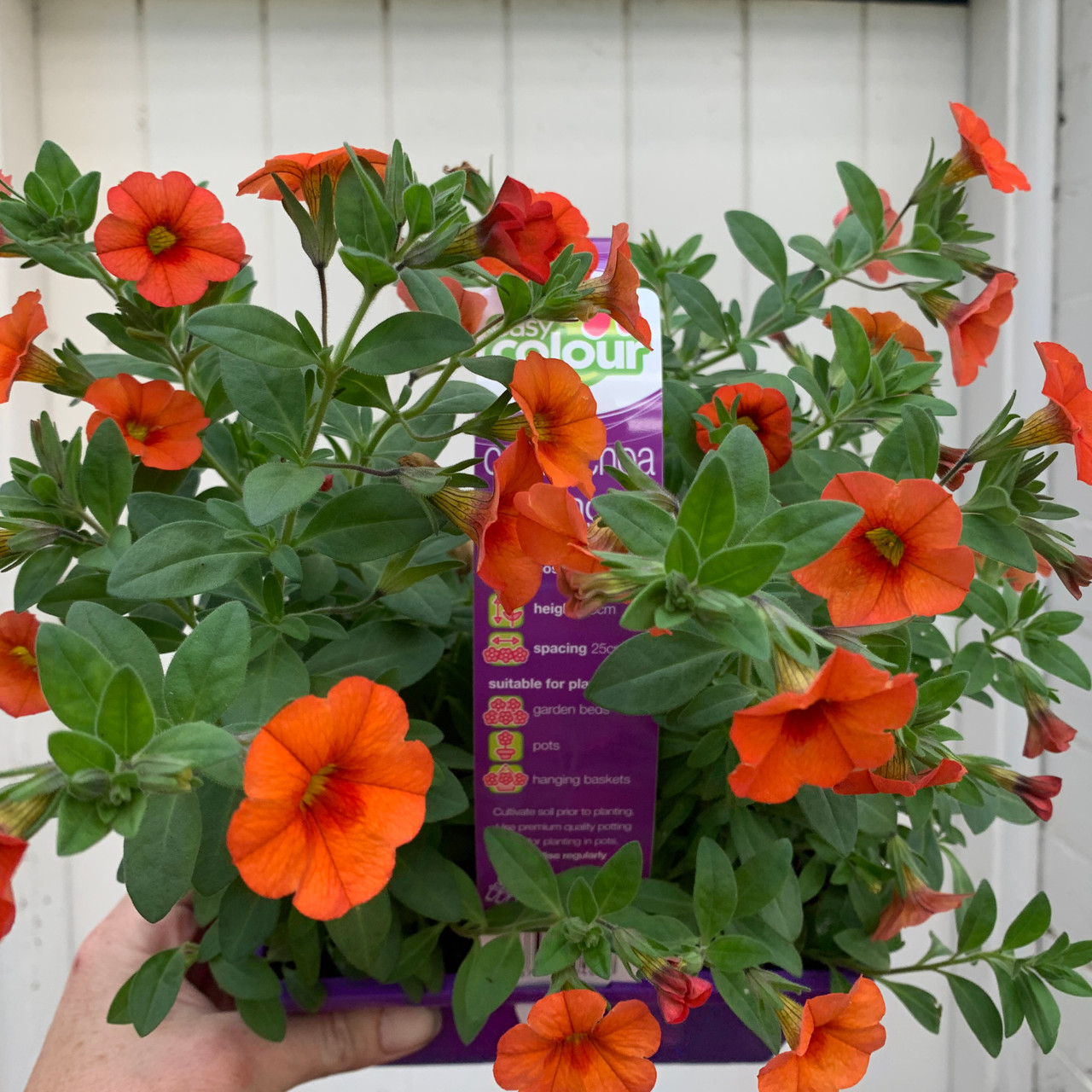 Easy Colour - Calibrachoa Mango Punnet - Botanical Creations