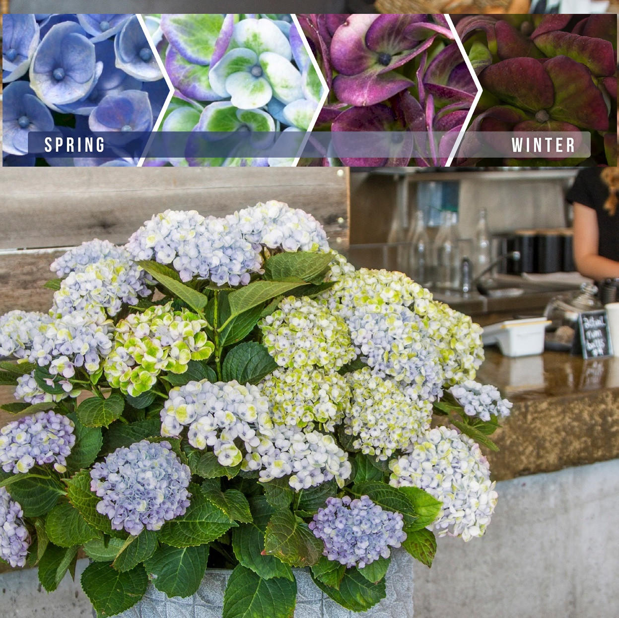 Hydrangea 'Magic Revolution Blue' 200 mm - Botanical Creations