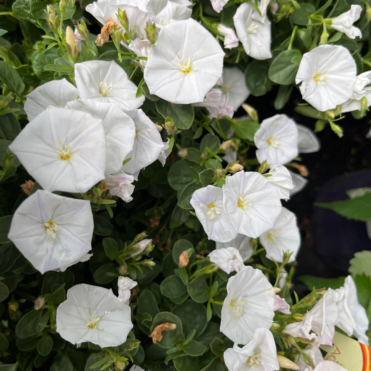 Convolvulus 'Little Arctic Moon' - Botanical Creations