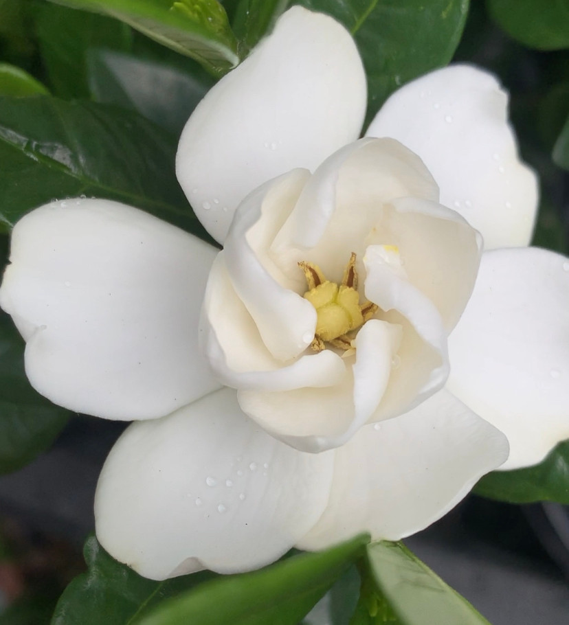 Gardenia 'Buttons' 200 mm - Botanical Creations