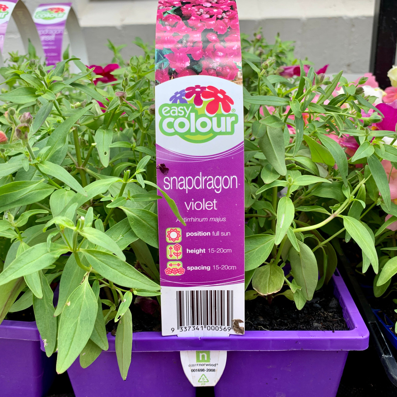 Easy Colour - Snapdragon Violet - Botanical Creations