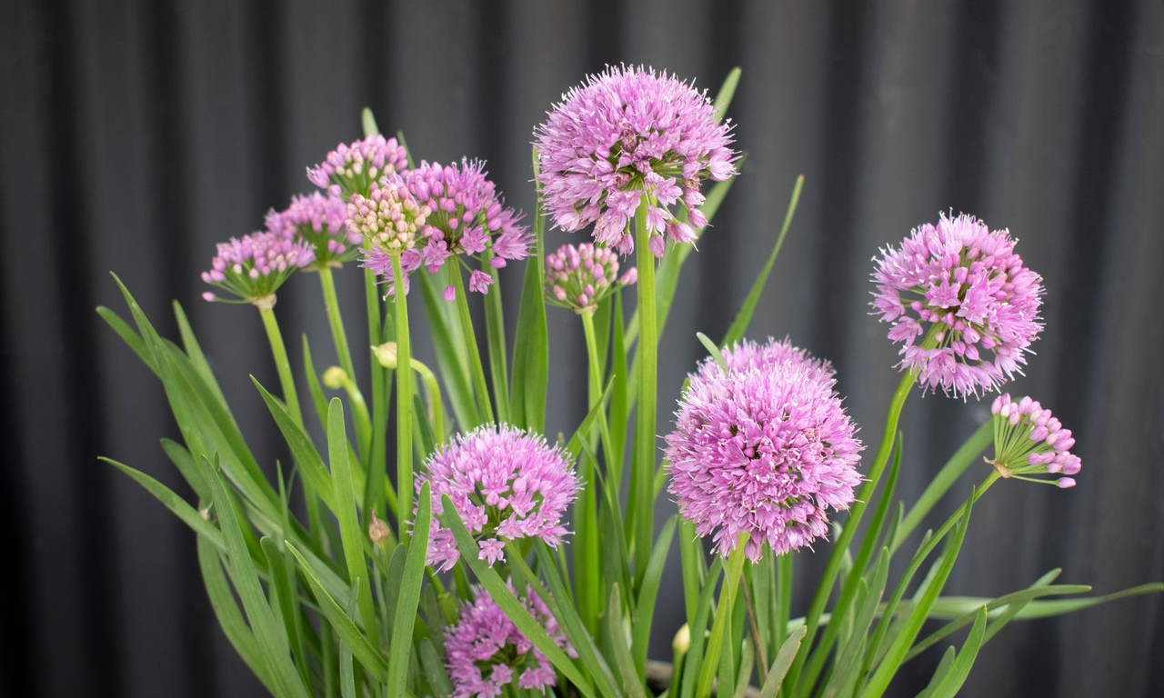 Allium Millennium' - Botanical Creations