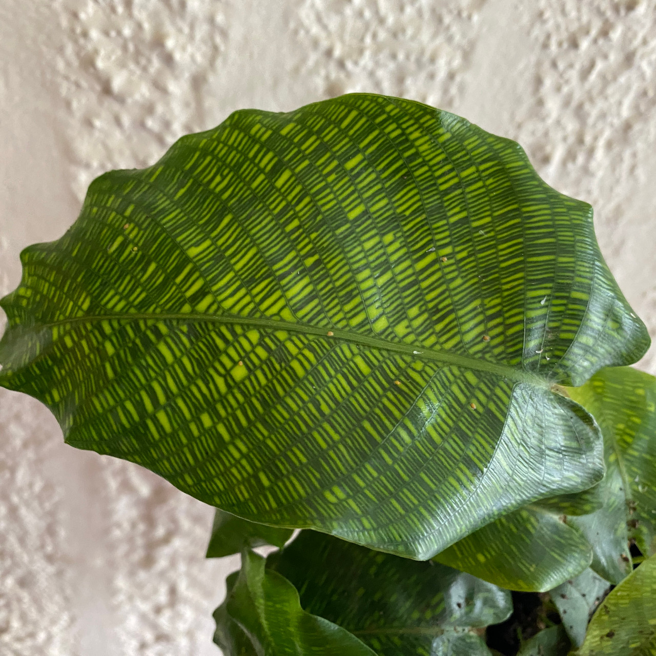 Calathea musaica 130 mm - Botanical Creations