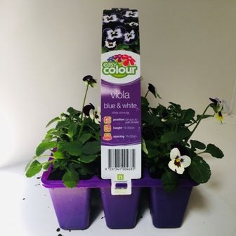Easy Colour Viola Deep Blue - Botanical Creations