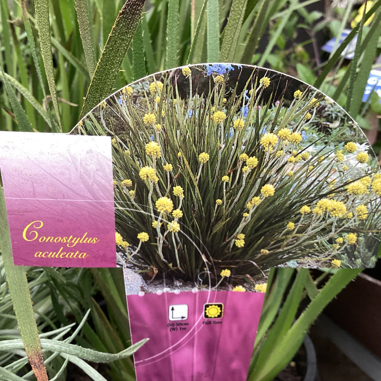 Conostylis Aculeata 140 mm - Botanical Creations