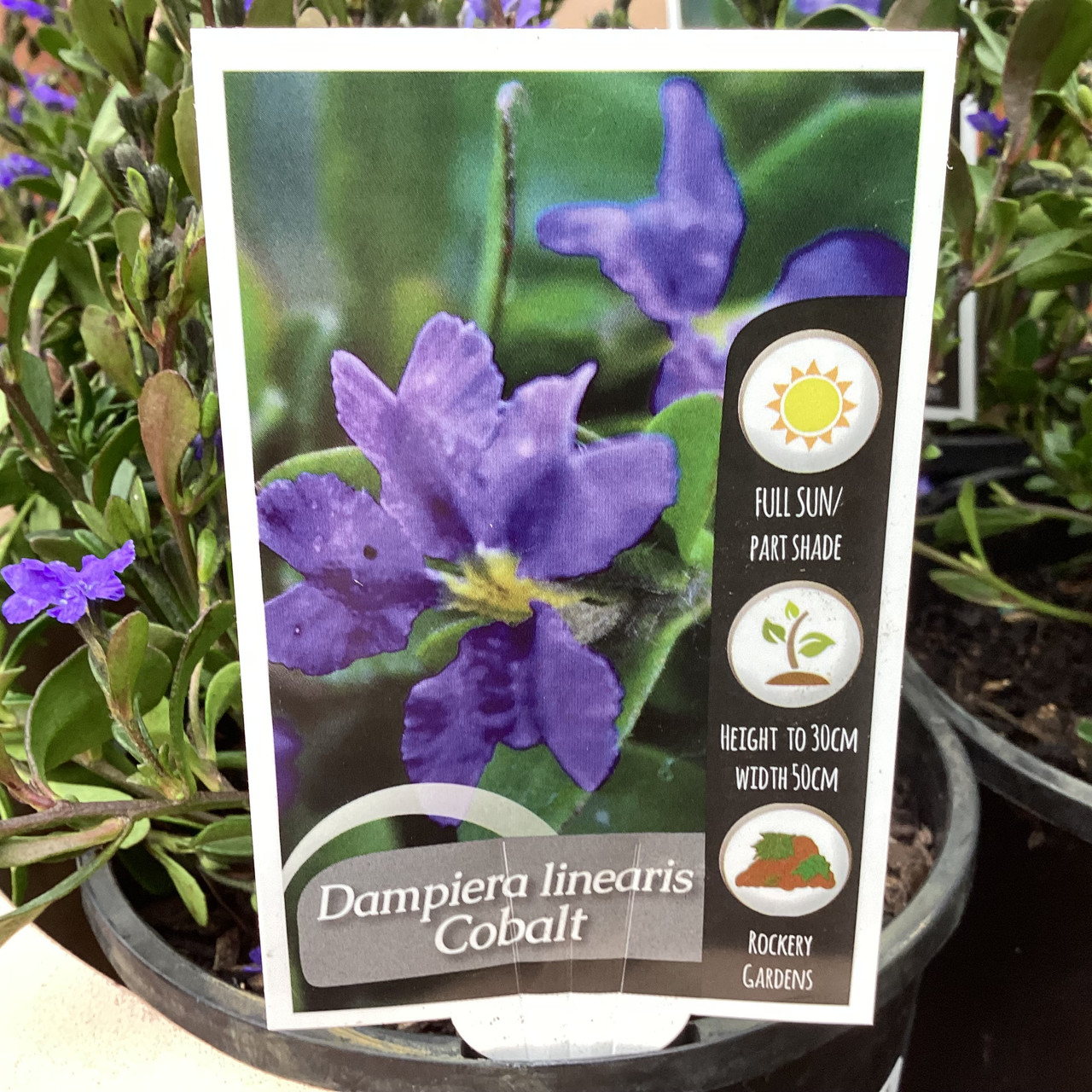 Dampiera Linearis 'Cobalt Mound' 140 mm - Botanical Creations