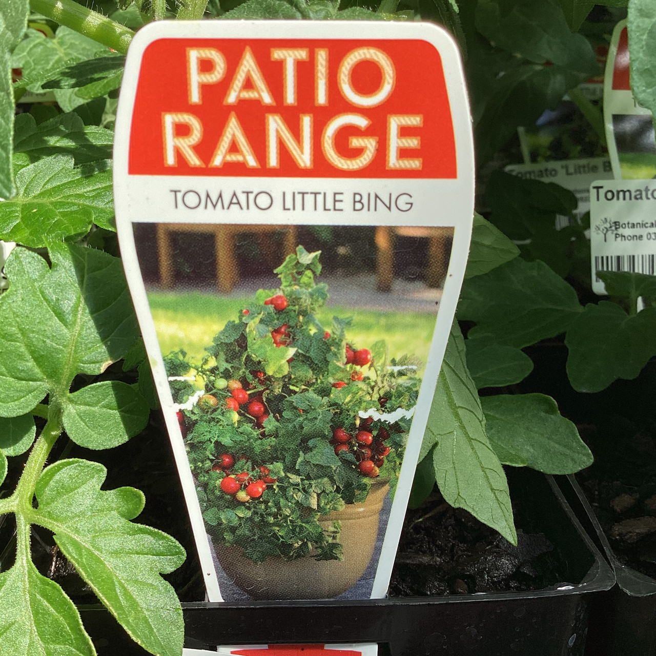Tomato 'Little Bing' - Botanical Creations
