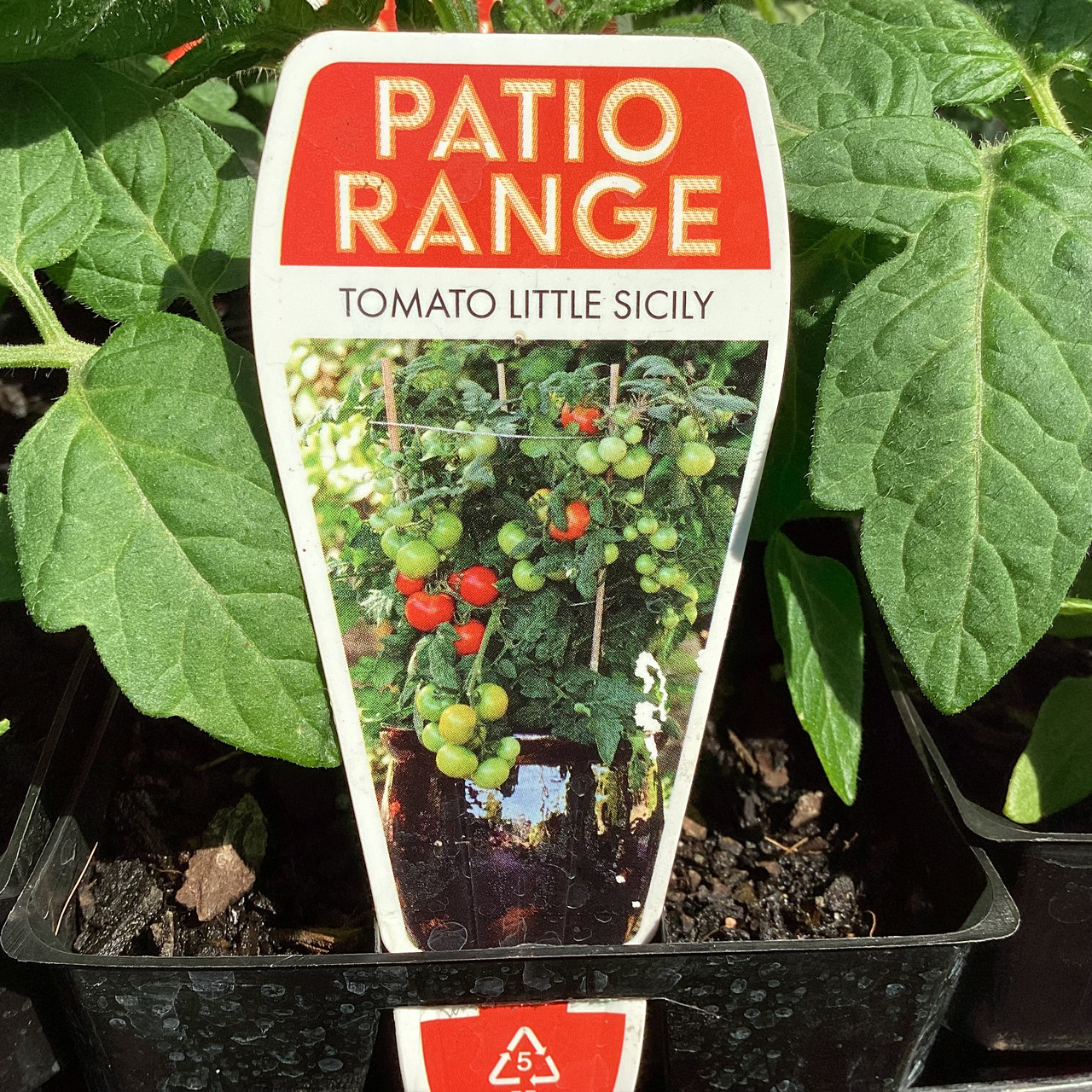 Tomato 'Little Sicily' - Botanical Creations