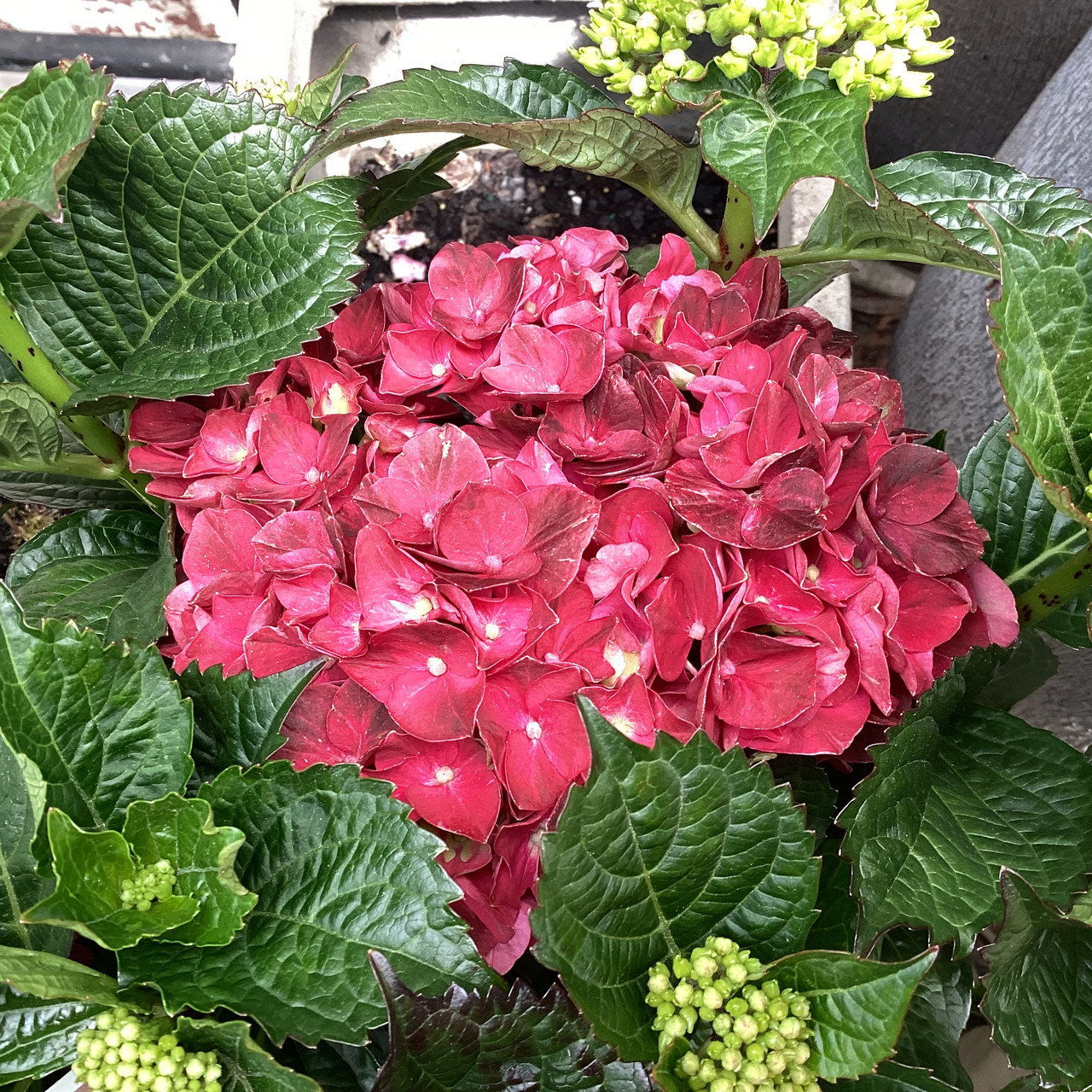 Hydrangea 'Magical Ruby-Red' 200 mm - Botanical Creations