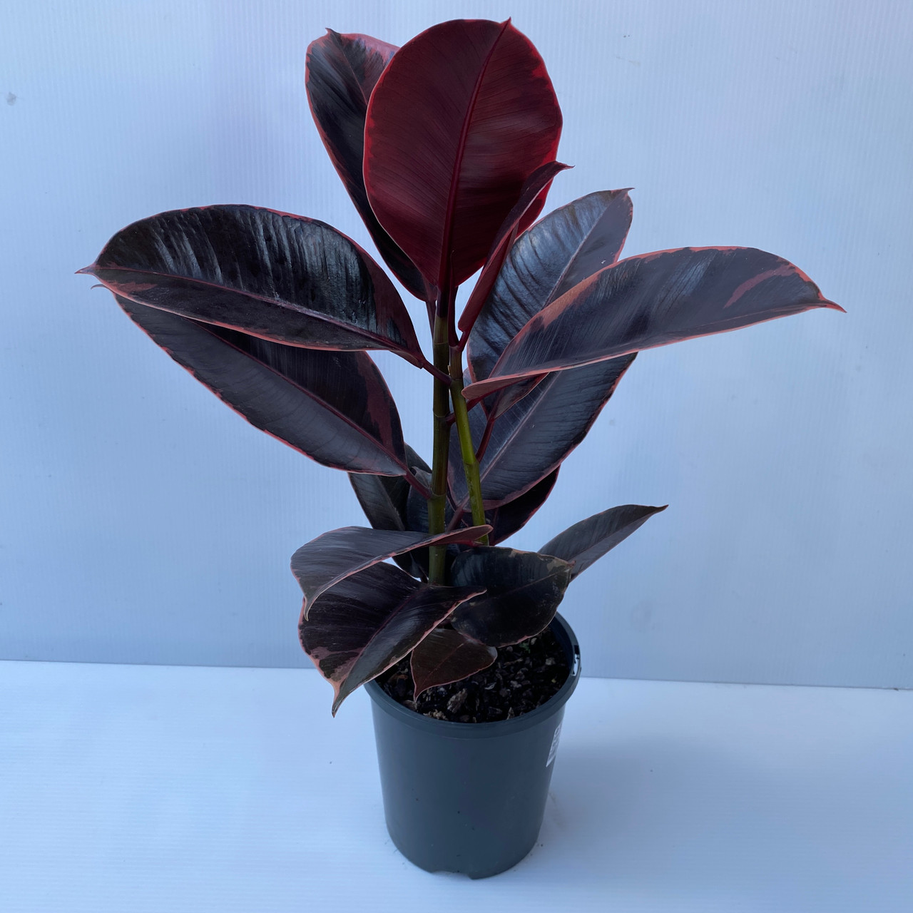 Ficus Elastica 'Ruby' 140 mm - Botanical Creations
