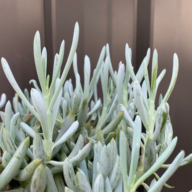 Senecio 'Chalk Sticks' 140 mm - Botanical Creations