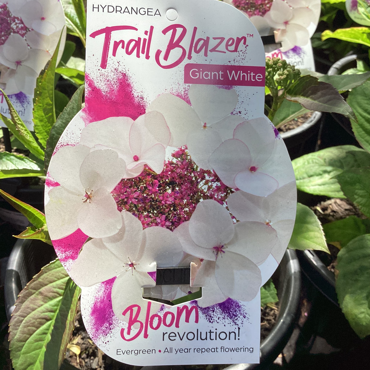 Hydrangea 'Trailblazer White' 200 mm - Botanical Creations