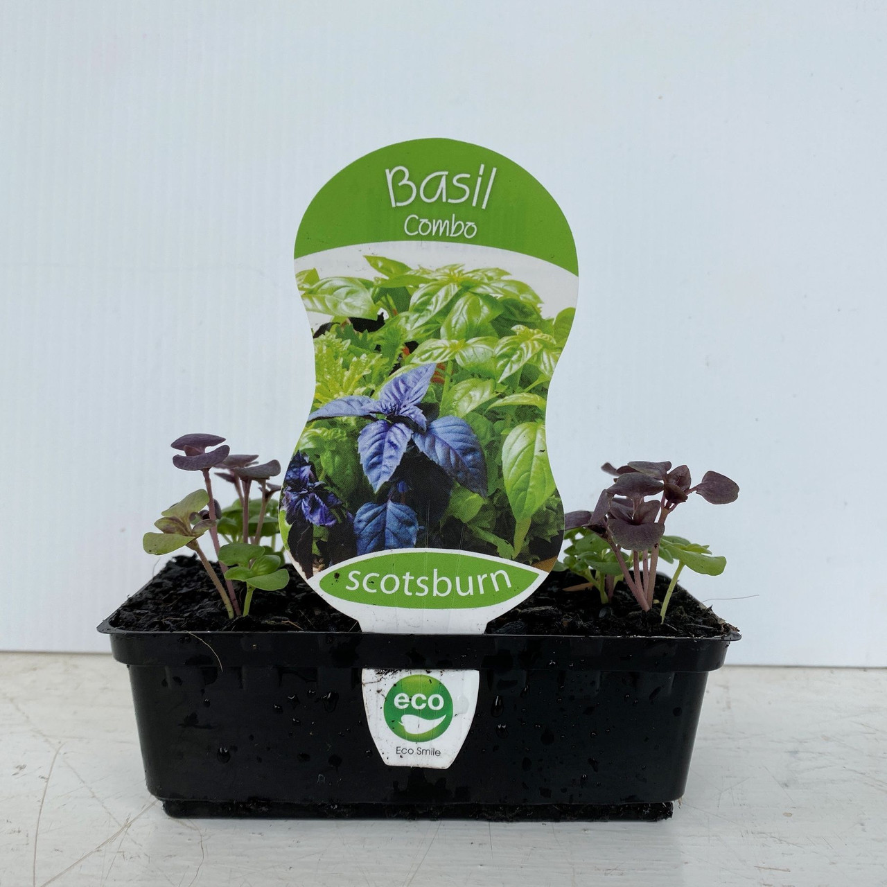 Basil Combo - Botanical Creations