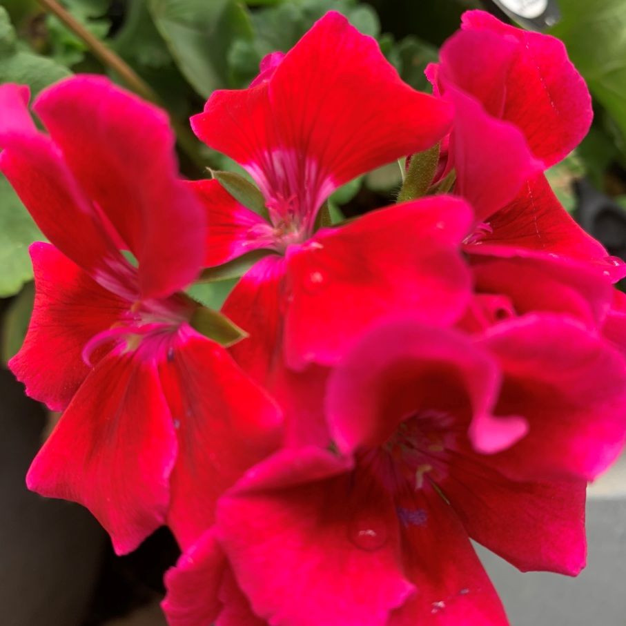 Geranium 'Big Splash' 180 mm - Botanical Creations
