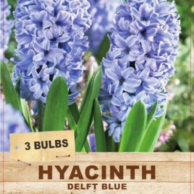 Hyacinth 'Delft Blue' Packet - Botanical Creations