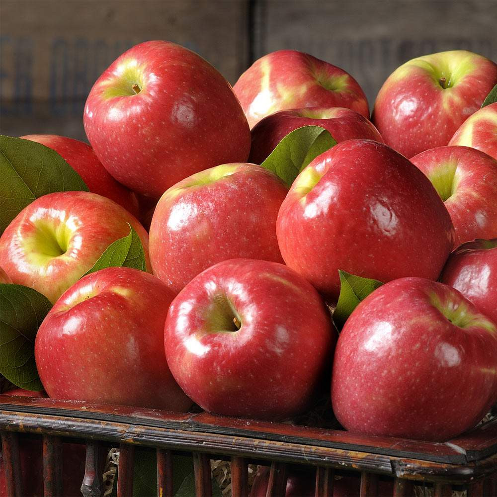 Apple 'Pink Lady' Dwarf Each - Botanical Creations