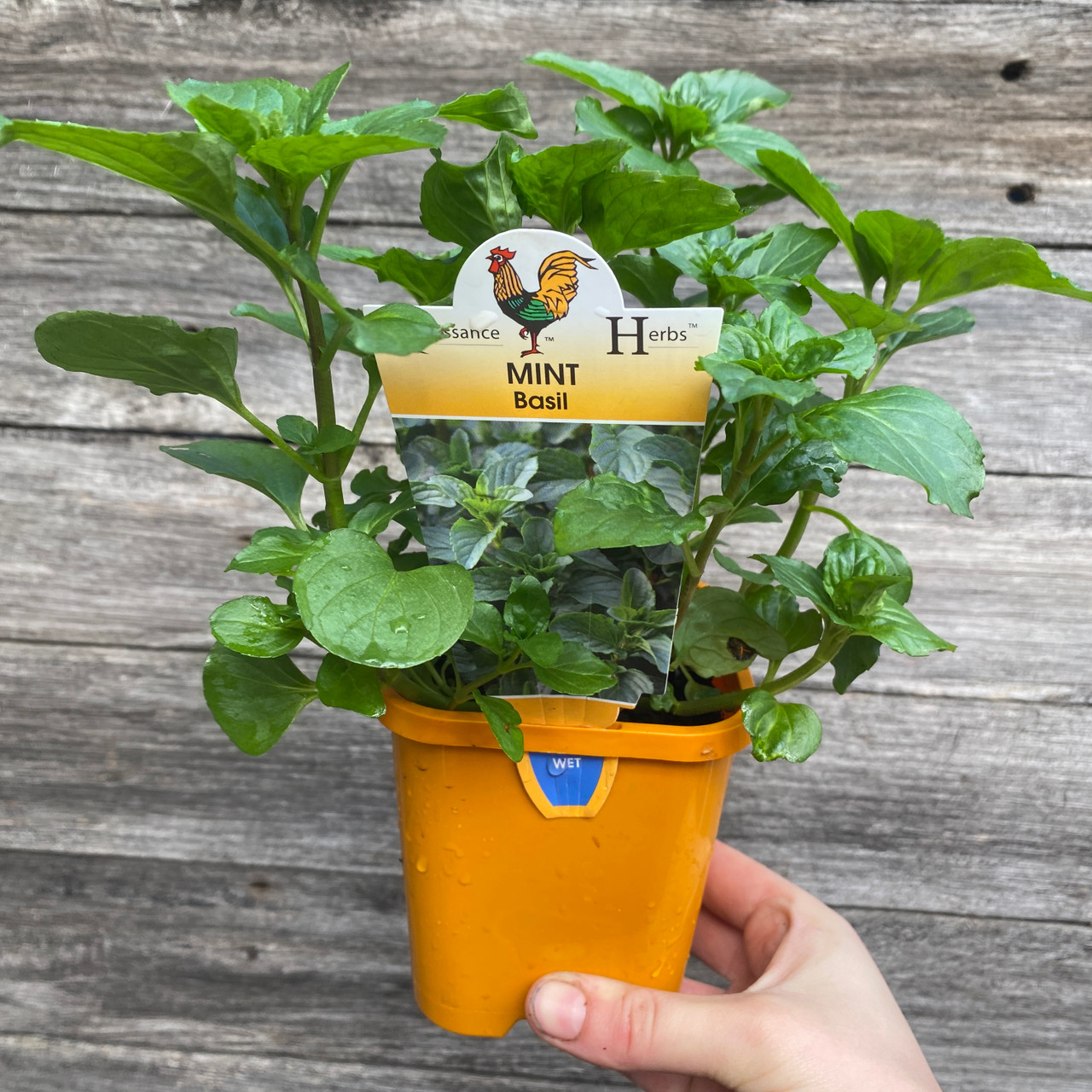 Basil Mint Basil Mint Pesto