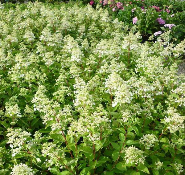Hydrangea Paniculata 'Praecox' 200 mm - Botanical Creations