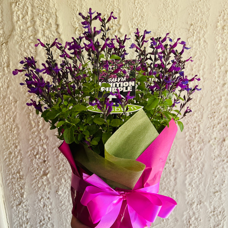 IGNITE Colour in the Garden this AUTUMN - Botanical Creations