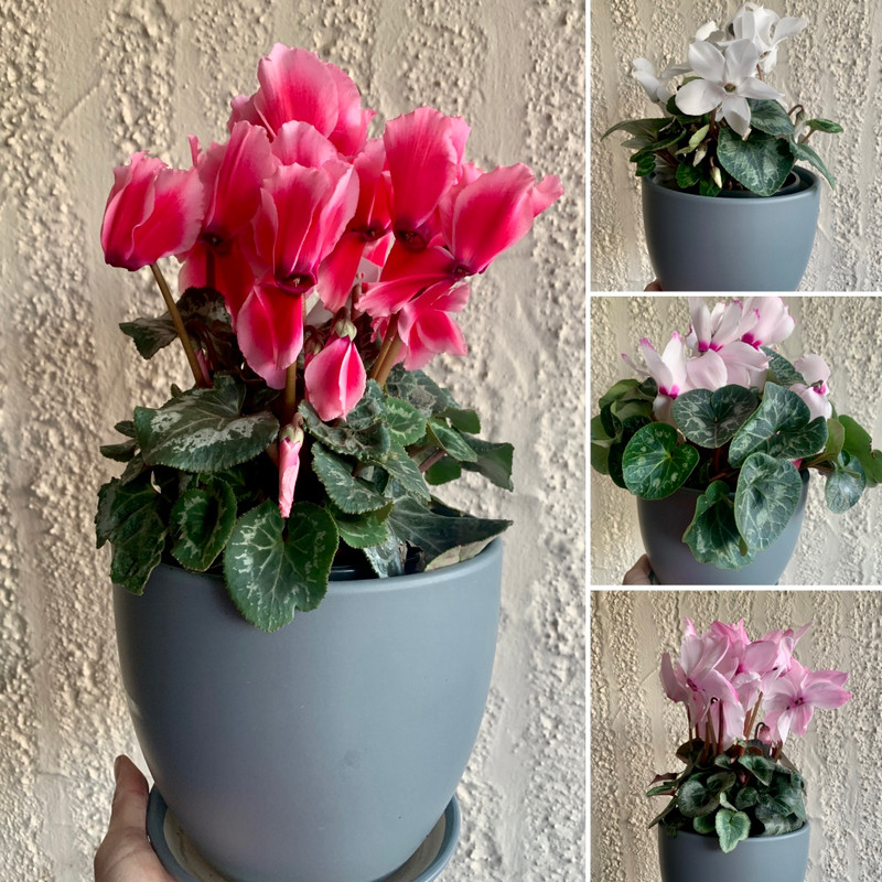 Fresh Spring Ideas Bright Gifts Botanical Creations fresh-spring-ideas-bright-gifts-botanical-creations