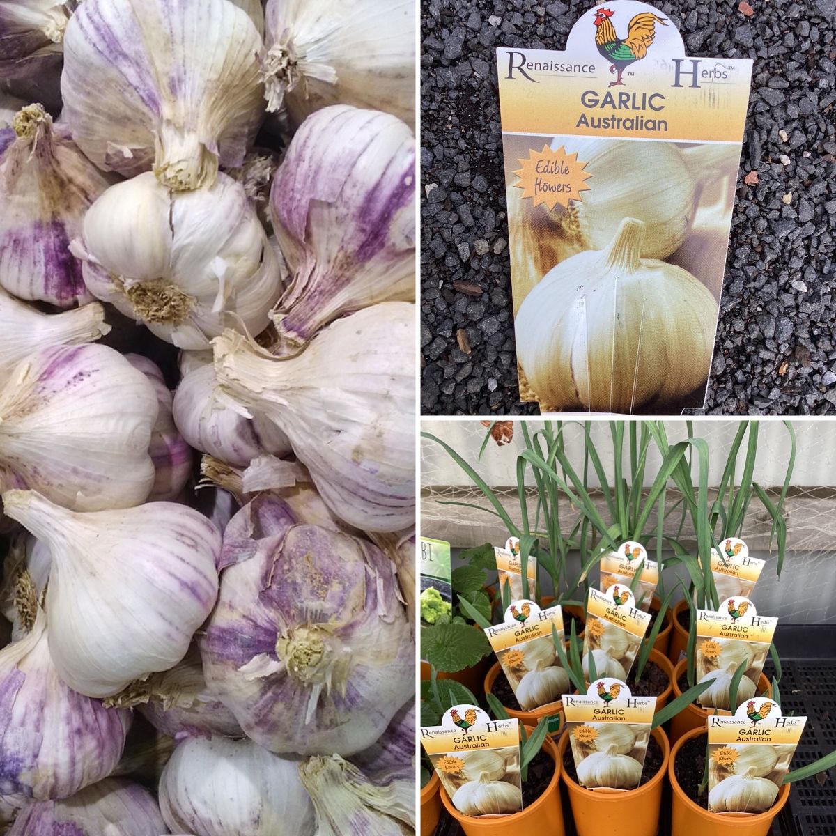 Aussie Garlic and Natives for Colour & Texture - Botanical Creations