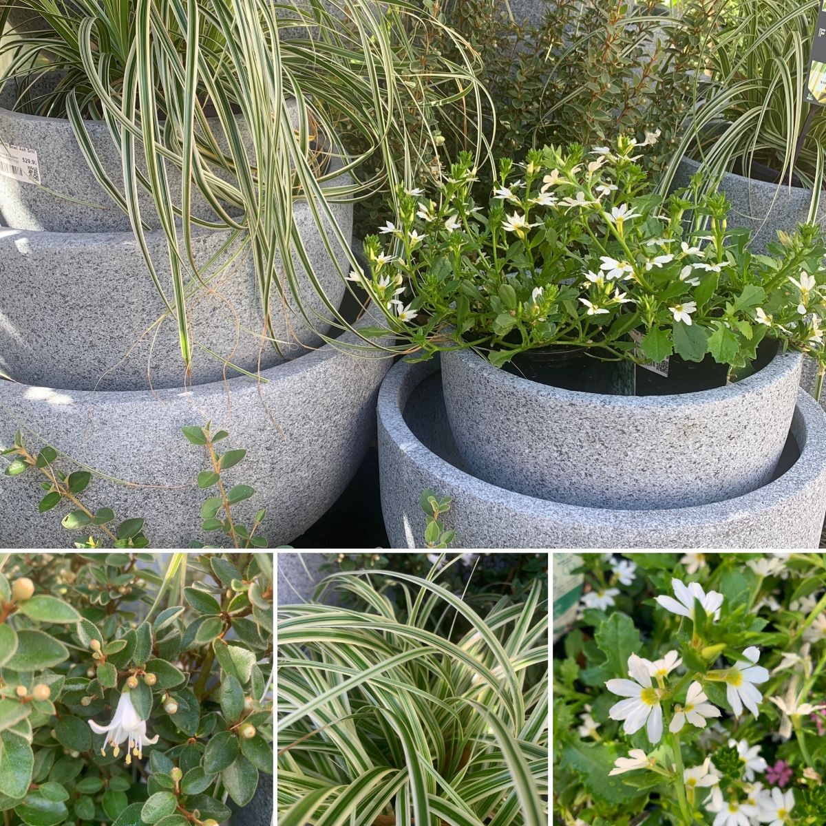 SPRING BULBS HAVE ARRIVED, White & Silver Flower and Foliage ...