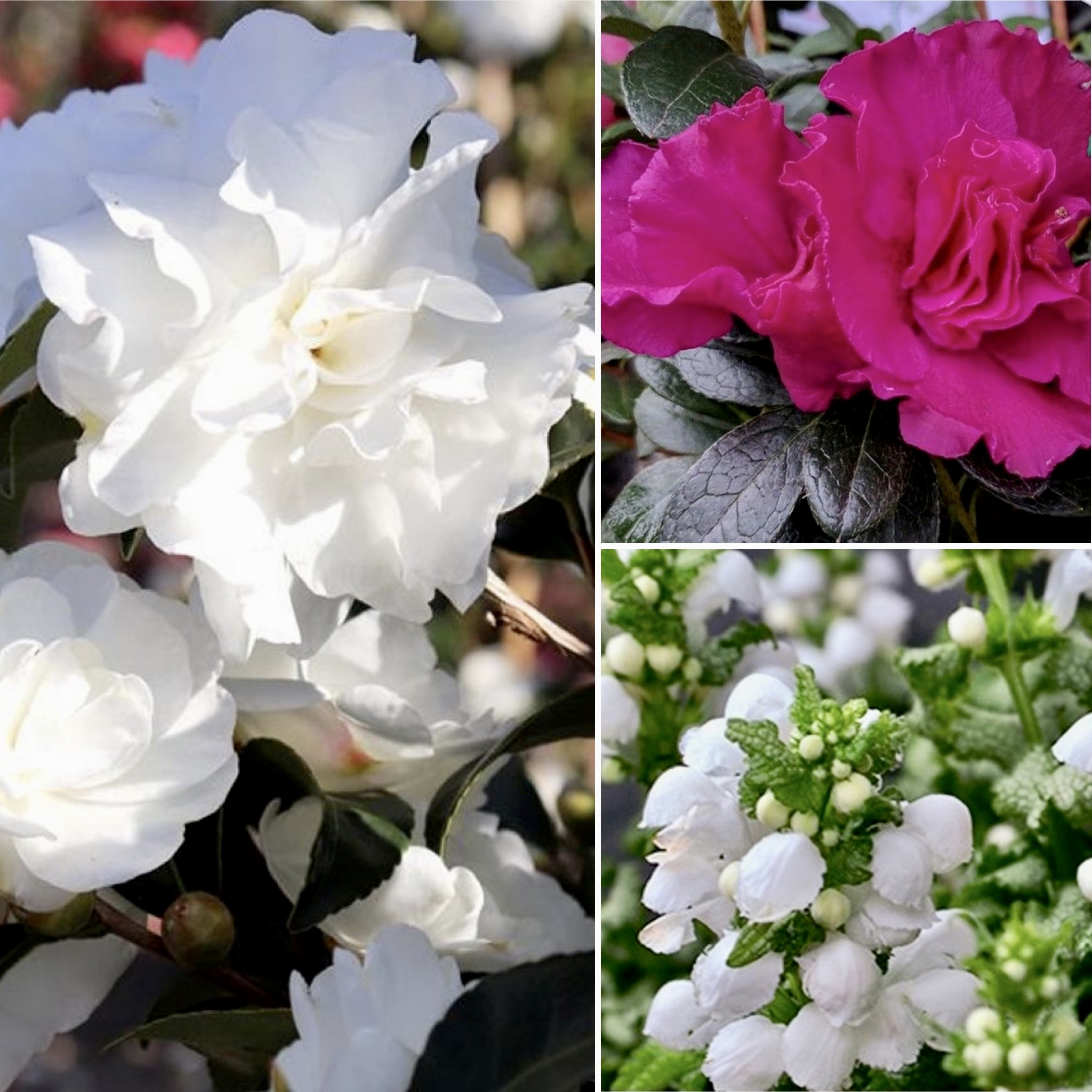 AVALANCHE ?COLOUR?PRETTY MAIDENS - Botanical Creations